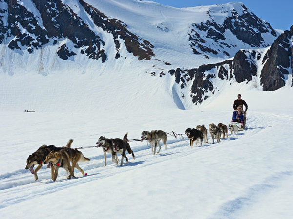 Alaska Dog Sled Tours | Seavey's IdidaRide Sled Dog Tours