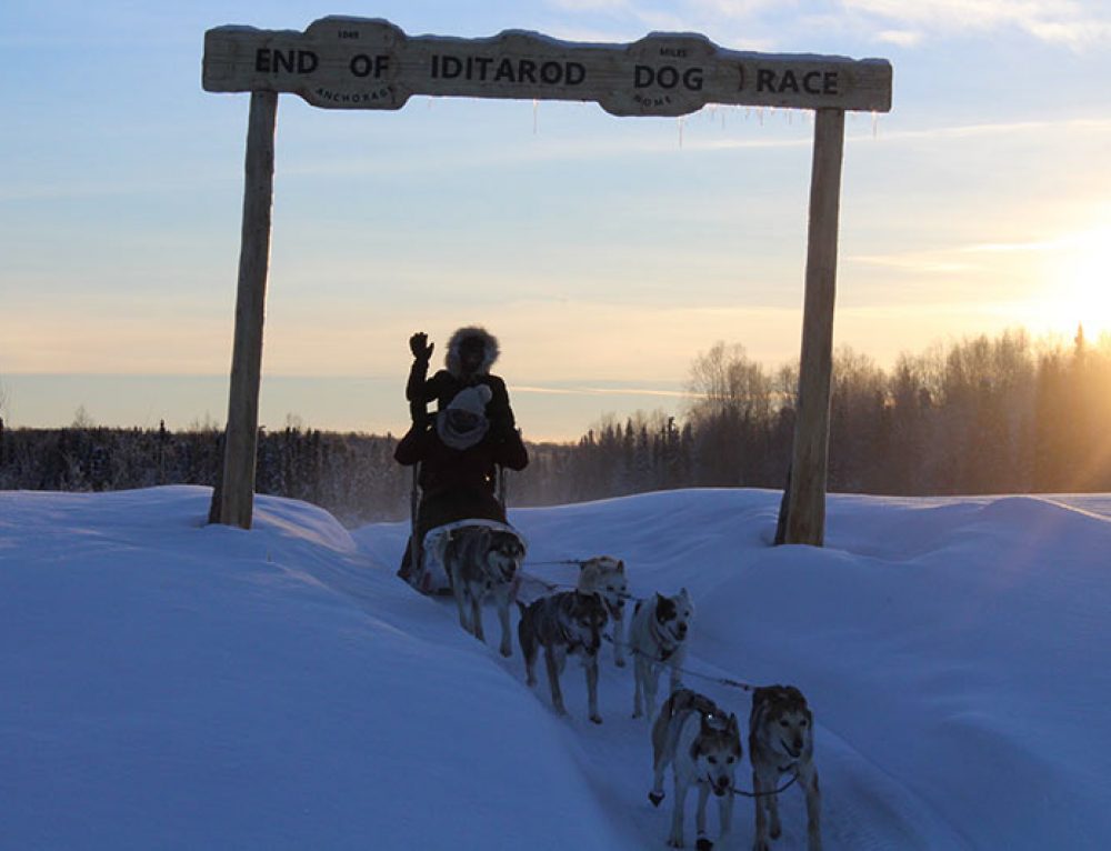 Dog Sled Facts and Figures - Seavey's IdidaRide Dog Sled Tours