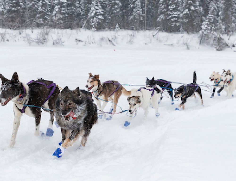 Why the Iditarod Race is a Staple of the Dog Sledding Community.